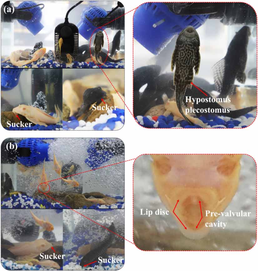 Hypostomus plecostomus-inspired soft sucker to adsorb slippery tissues ...