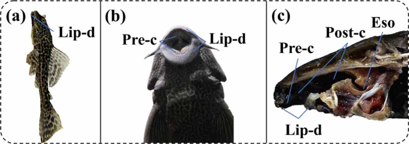 Hypostomus plecostomus-inspired soft sucker to adsorb slippery tissues ...