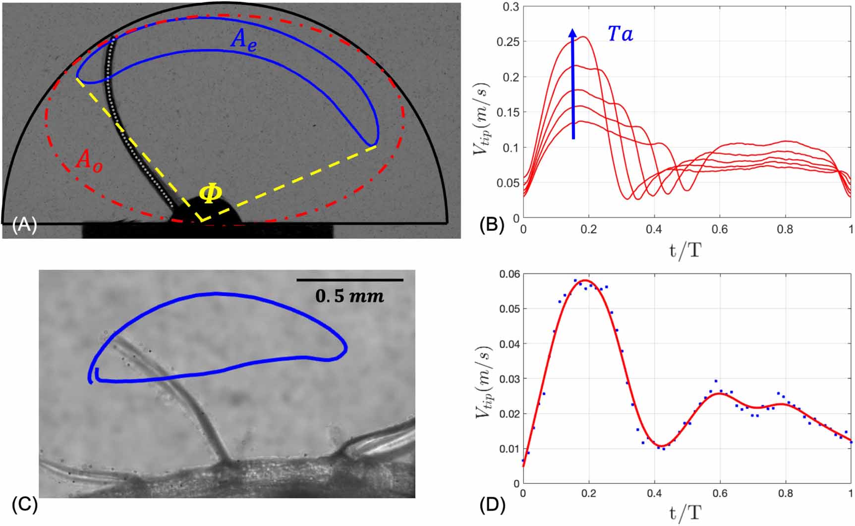 Propulsive efficiency of spatiotemporally asymmetric oscillating ...