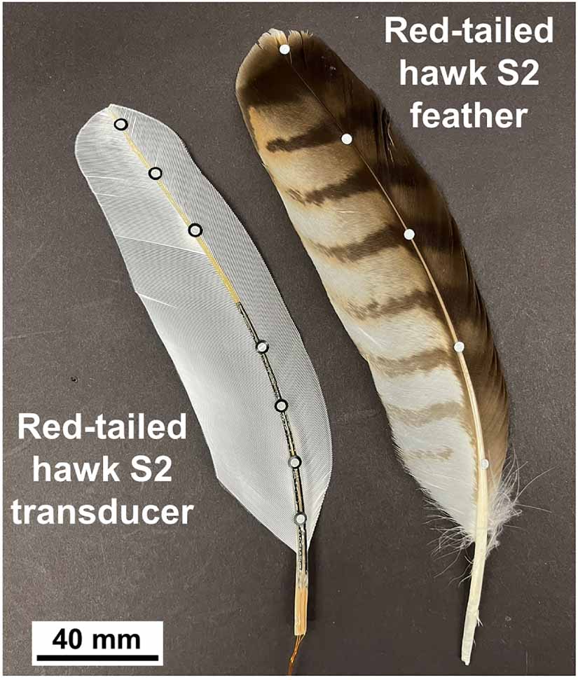 3D printed feathers with embedded aerodynamic sensing - IOPscience