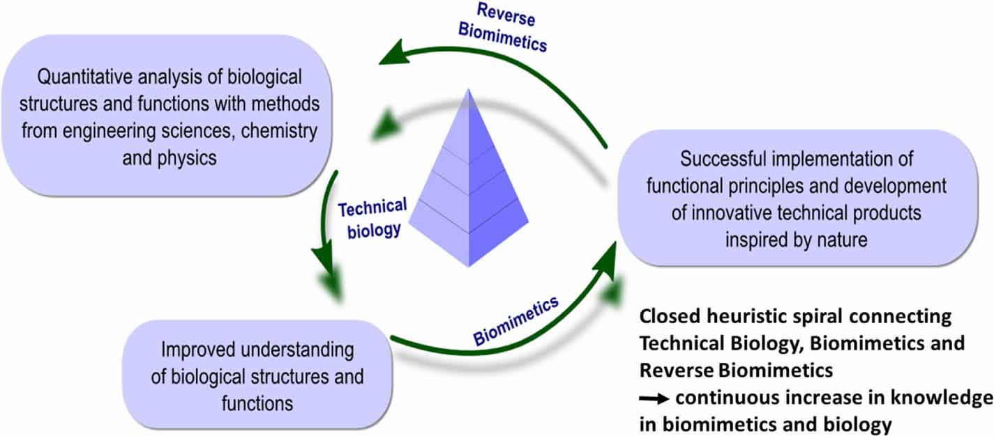 Bioinspired and bio-based living materials systems - IOPscience