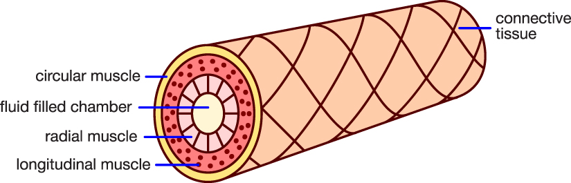 Soft robots and soft bodies: biological insights into the structure and ...