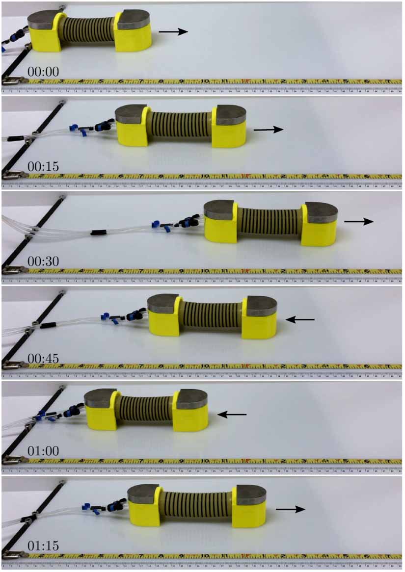 Soft robots and soft bodies: biological insights into the structure and ...