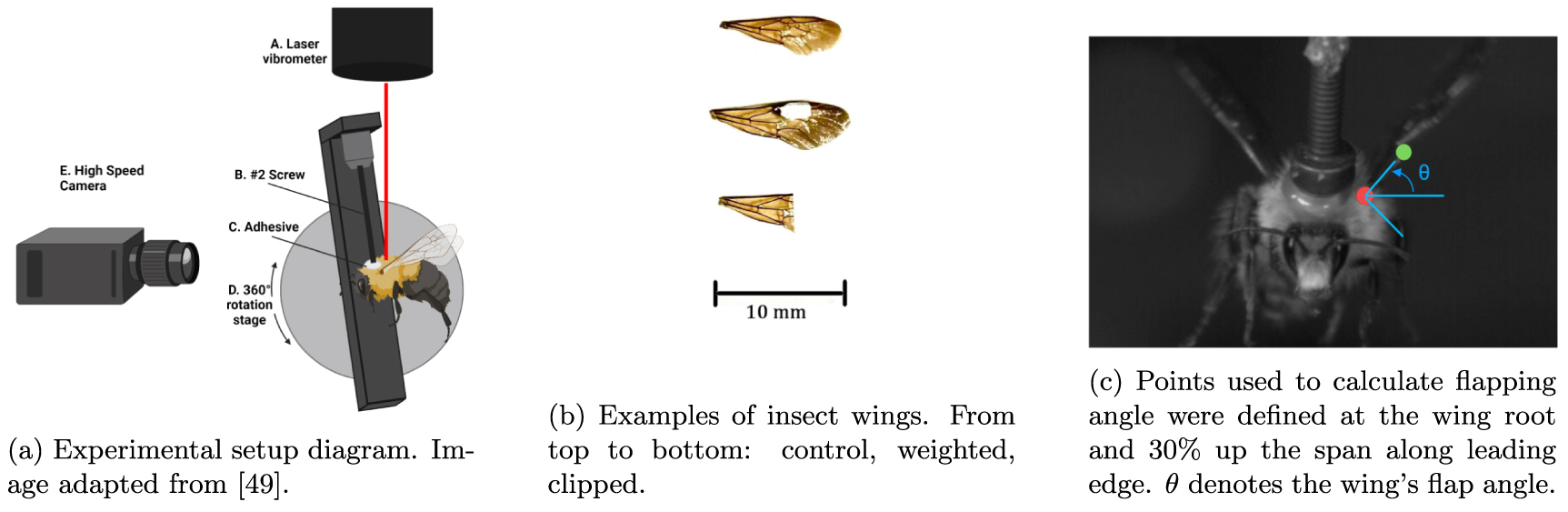 Wing inertia influences the phase and amplitude relationships between ...