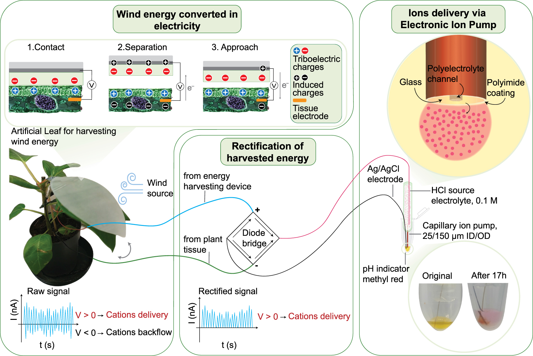Powering a molecular delivery system by harvesting energy from the leaf ...
