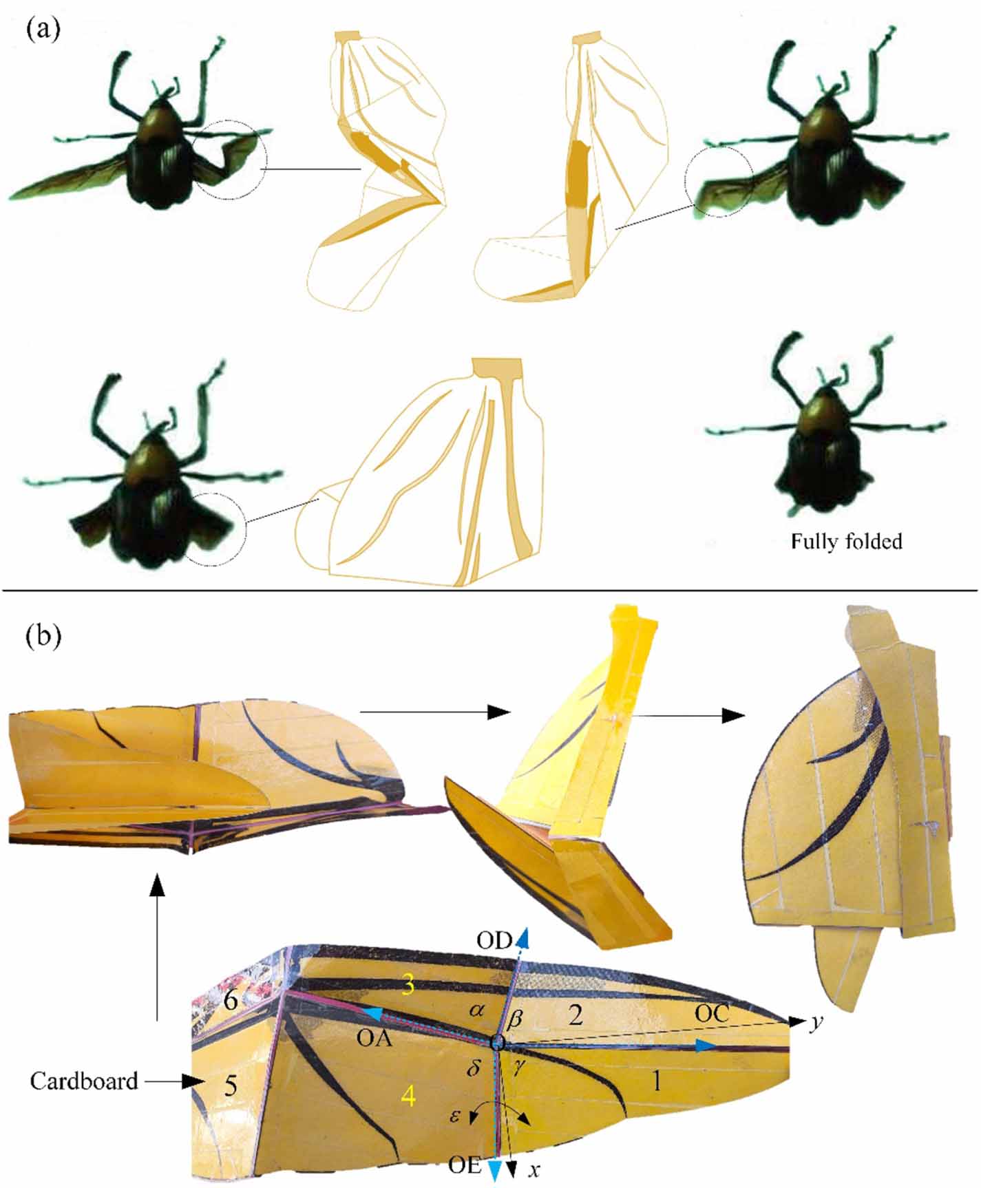 A wing-flapping robot with a bio-inspired folding mechanism derived ...