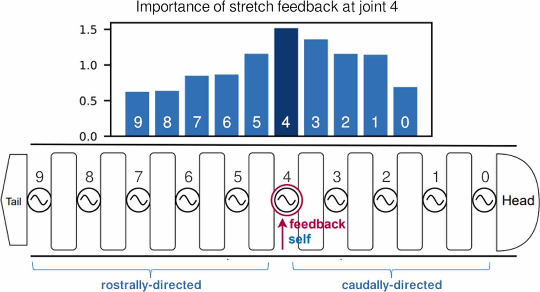 Using deep reinforcement learning to investigate stretch feedback ...