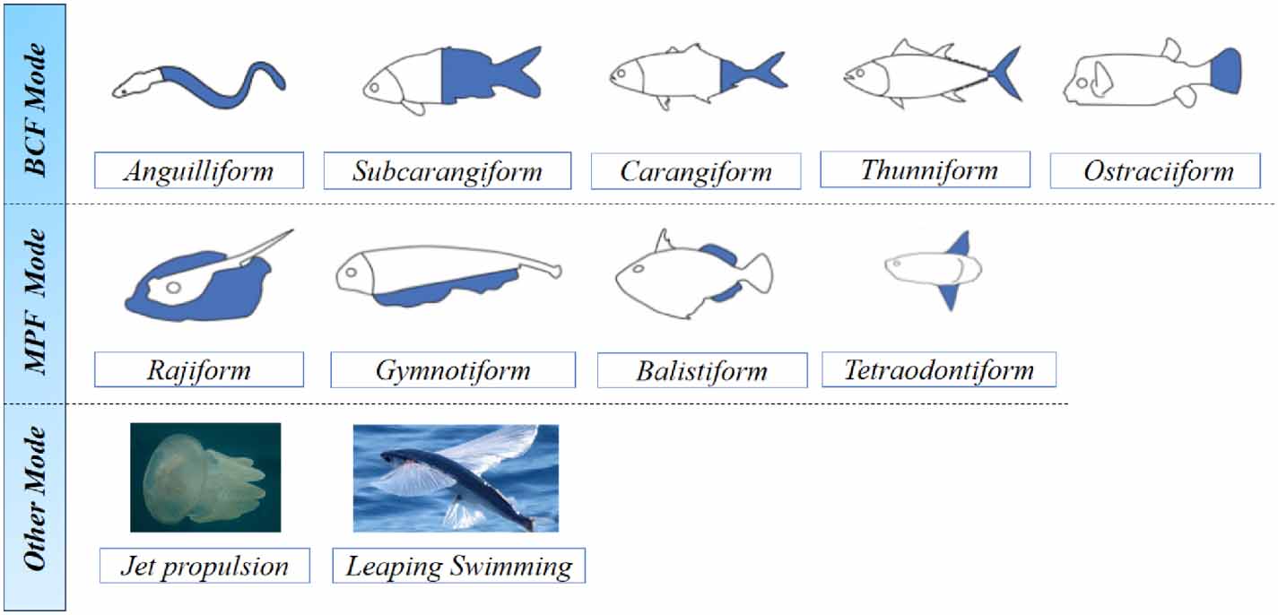 Bio-inspired swarm of underwater robots: a review - IOPscience