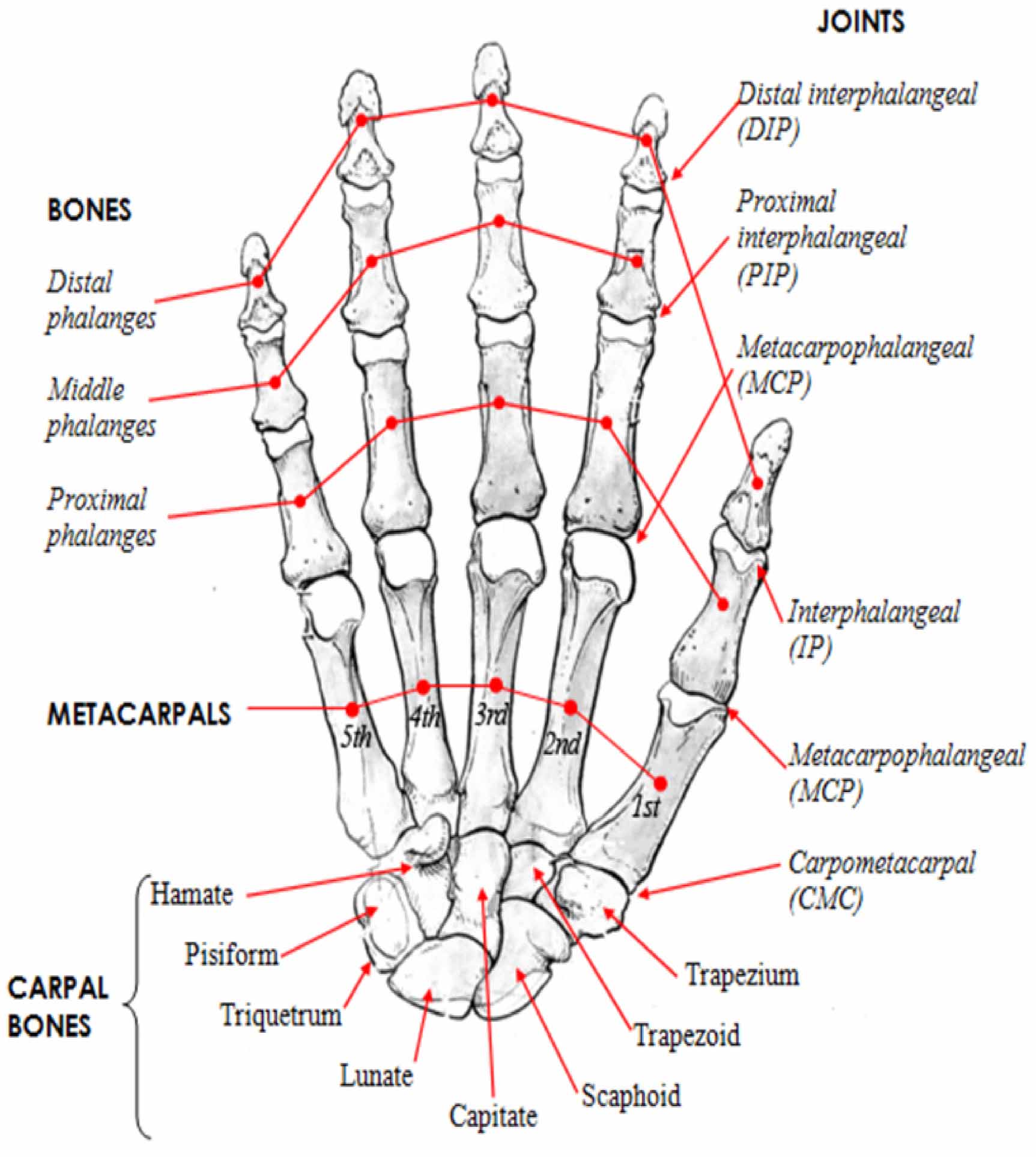 A comprehensive review of dexterous robotic hands: design ...