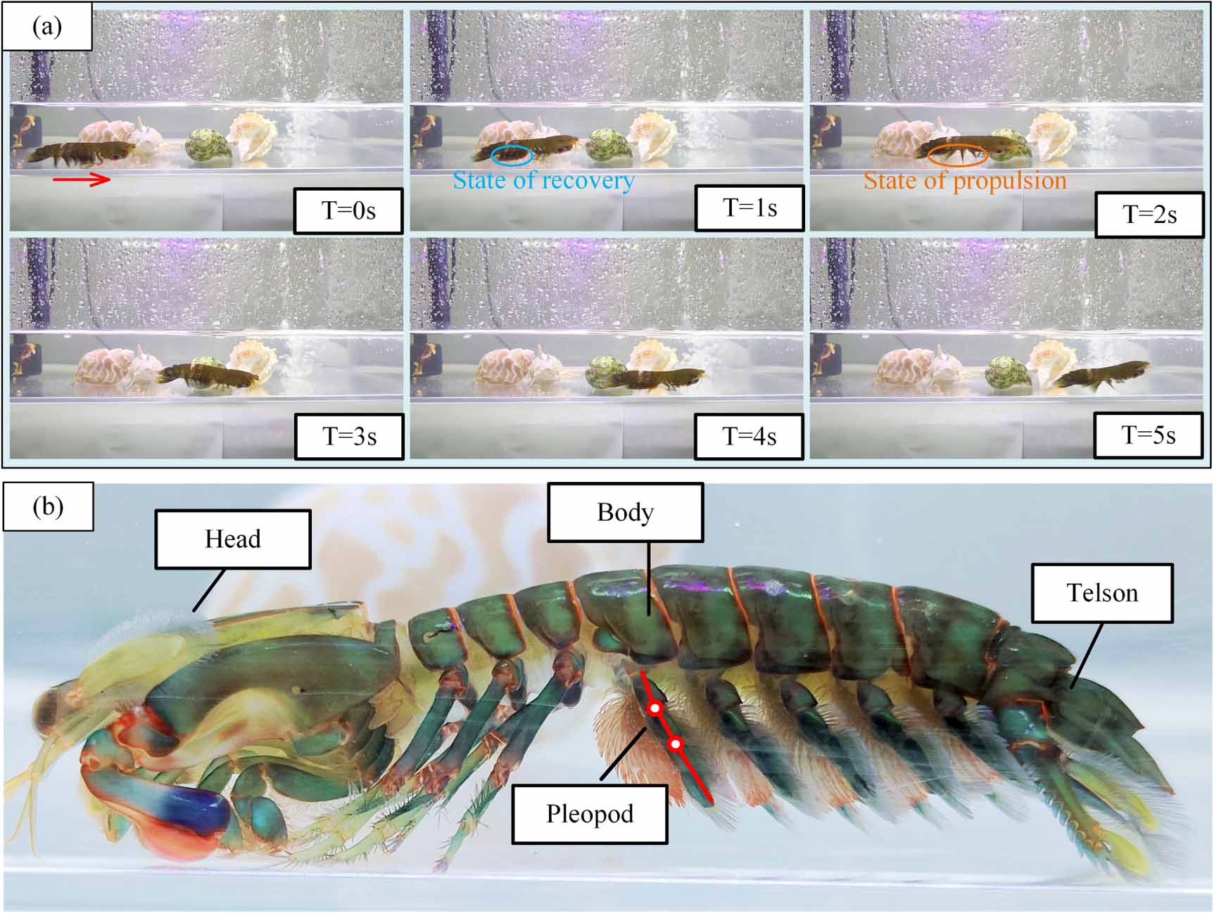 Seeker-M: A bionic mantis shrimp robot with an adjustable-mass flexible ...