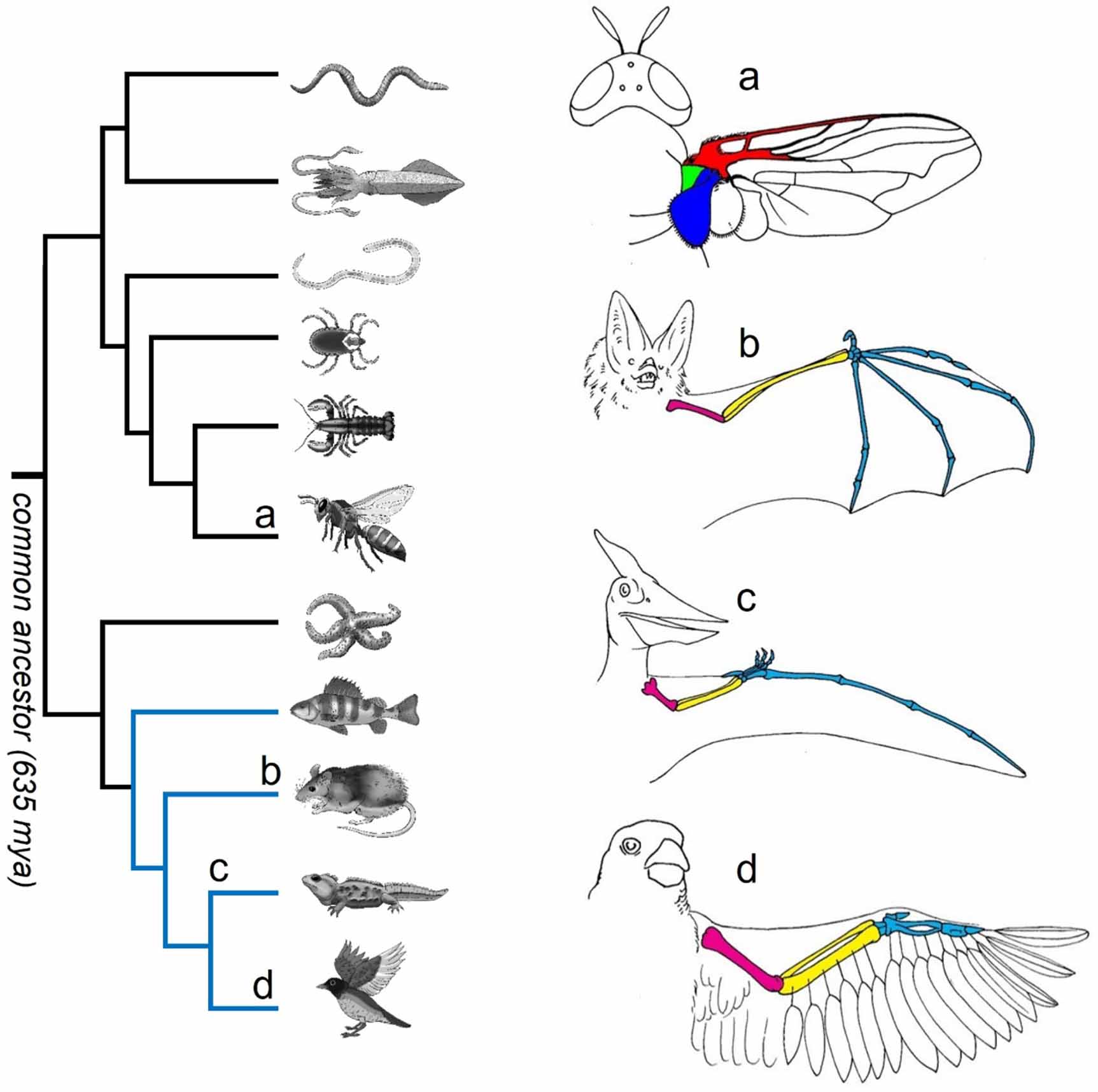 Biology for biomimetics: II. A tutorial on how to diversify a list of ...