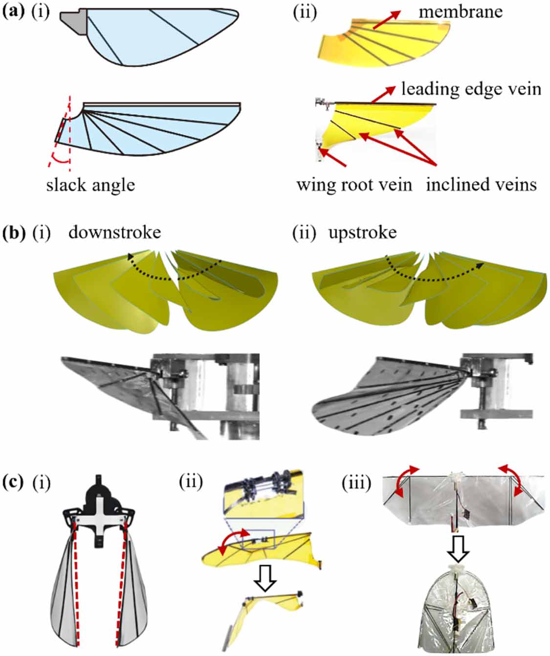 Insect-inspired passive mechanisms in hovering flapping wing micro air ...