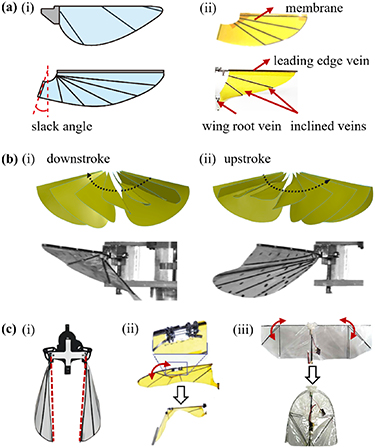 Insect-inspired passive mechanisms in hovering flapping wing micro air ...