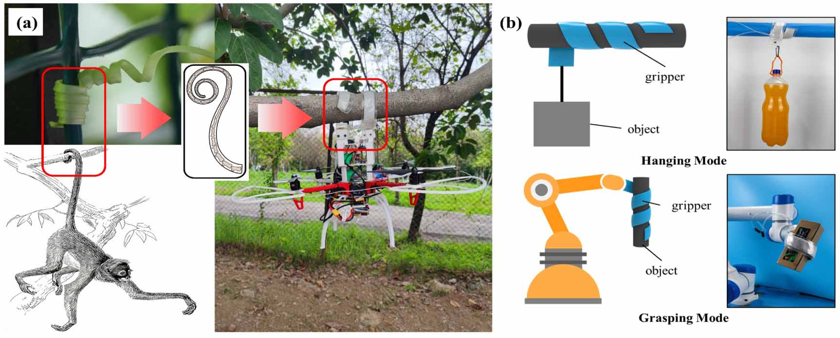 Helical morphology-inspired bistable gripper for UAV upward perching ...