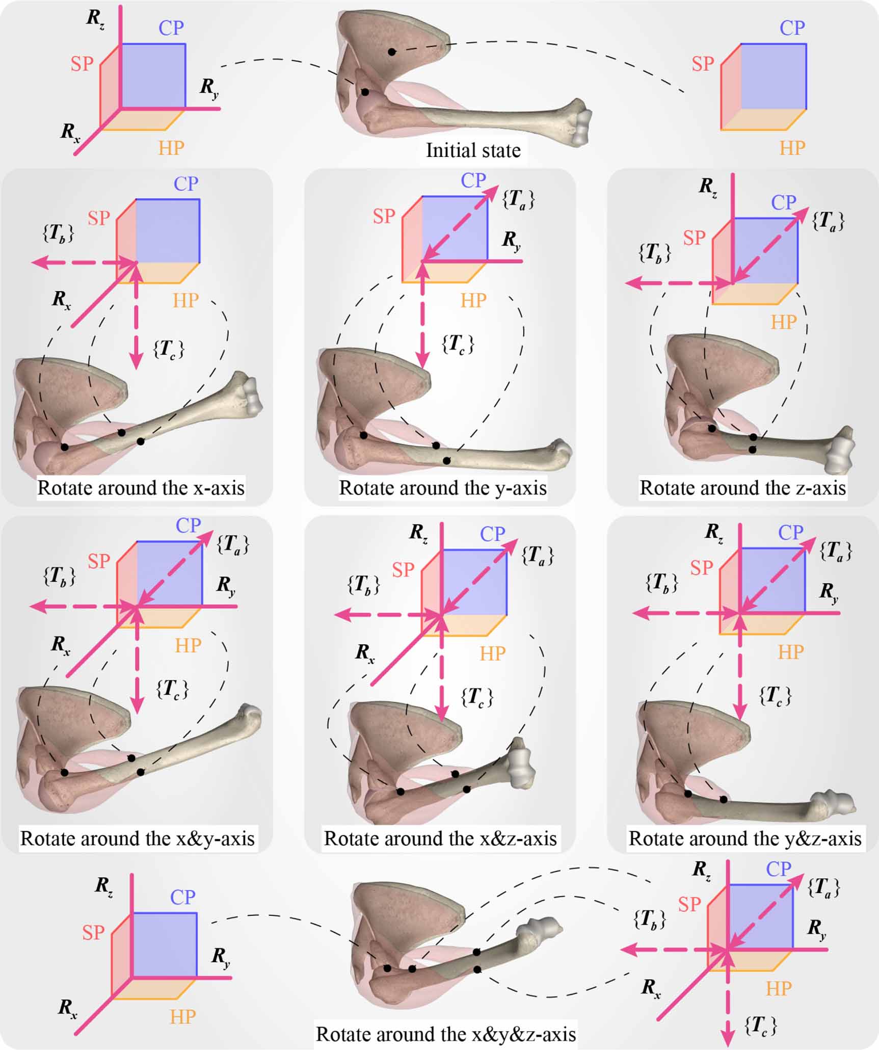 Research on active and passive motion characteristics of bionic soft ...