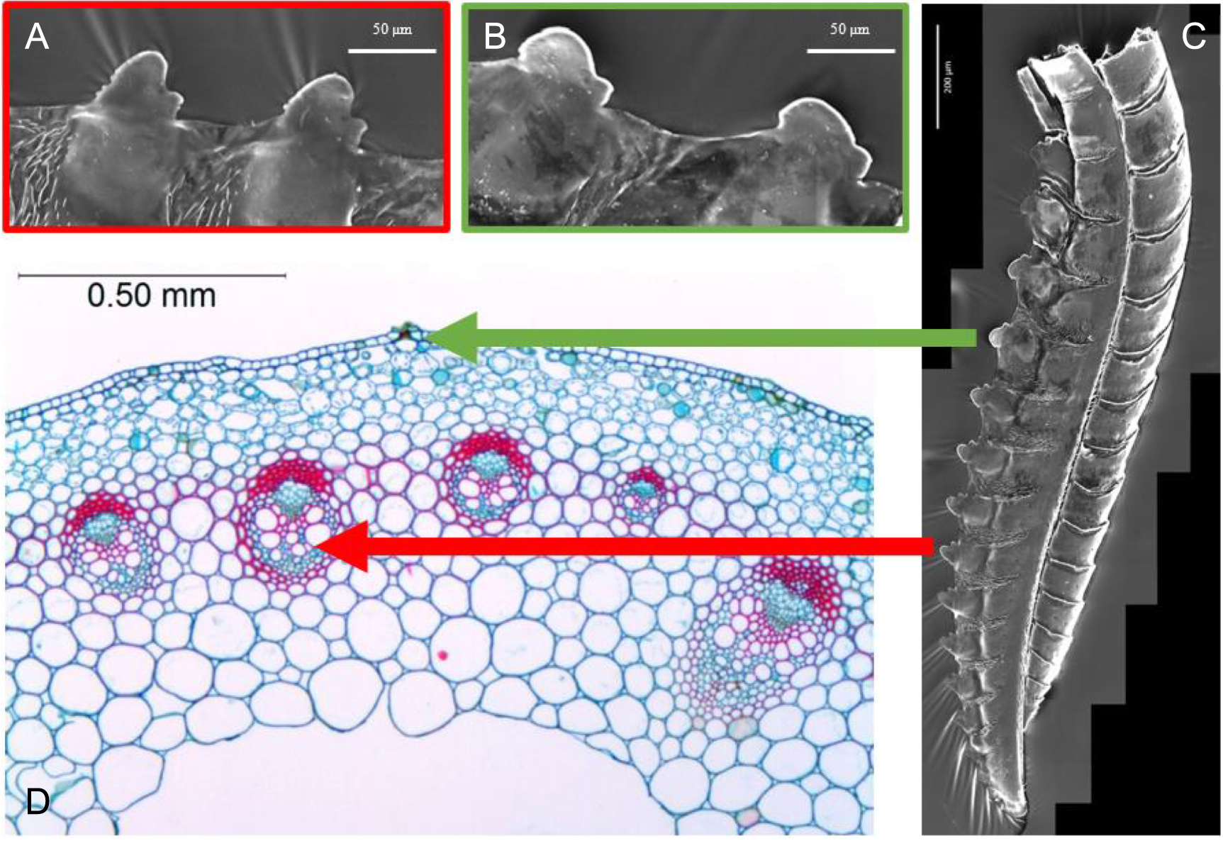 A novel passive selective cutting mechanism inspired by the ovipositors ...