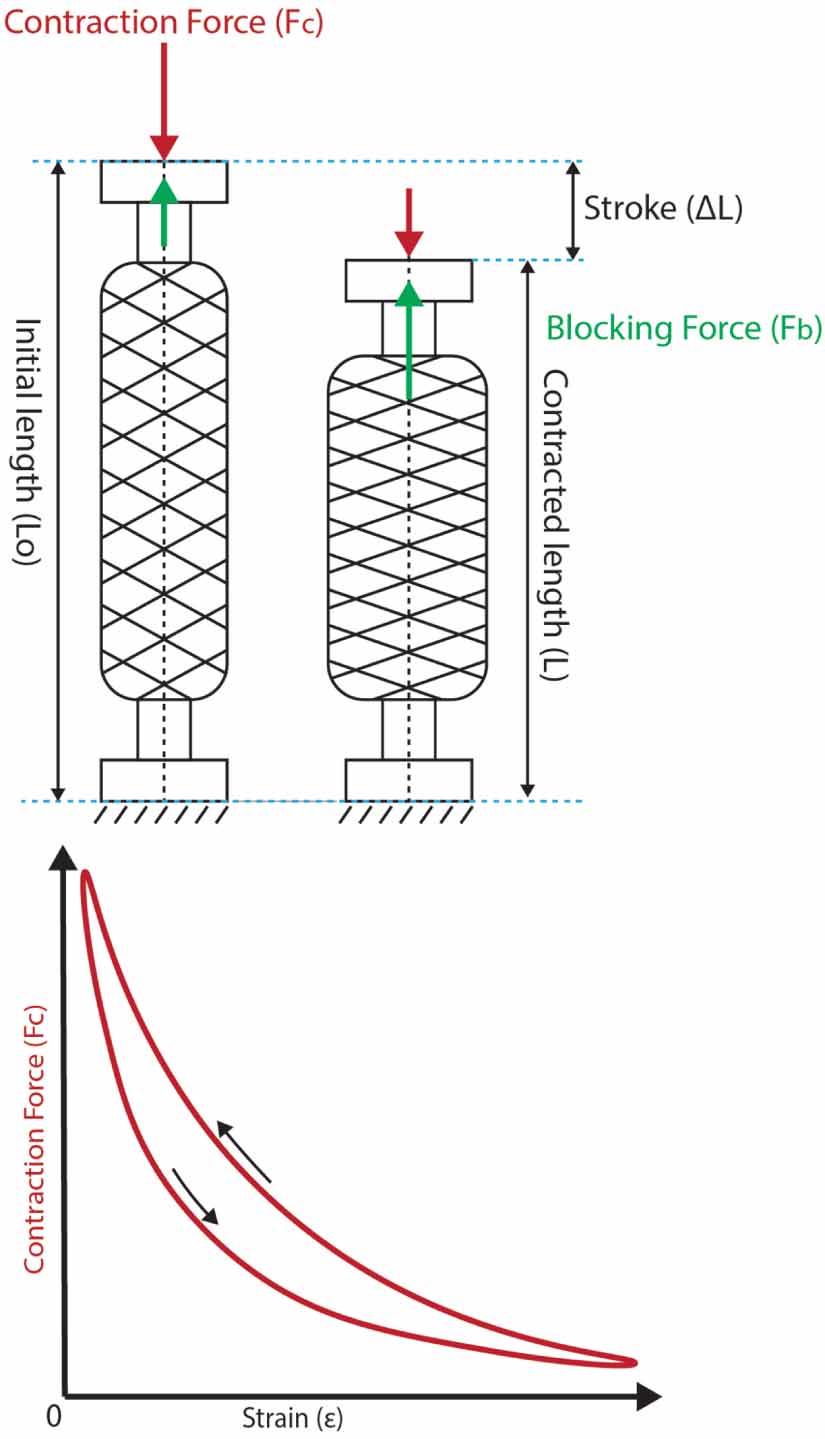 Designing McKibben muscles: a critical review for practical ...