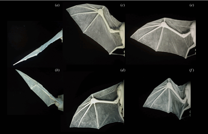 Design and characterization of a multi-articulated robotic bat wing ...