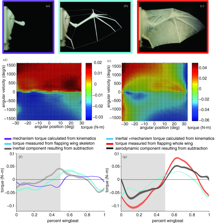 Design and characterization of a multi-articulated robotic bat wing ...