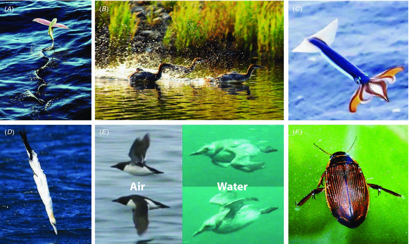 Launching the AquaMAV: bioinspired design for aerial–aquatic robotic platforms - IOPscience