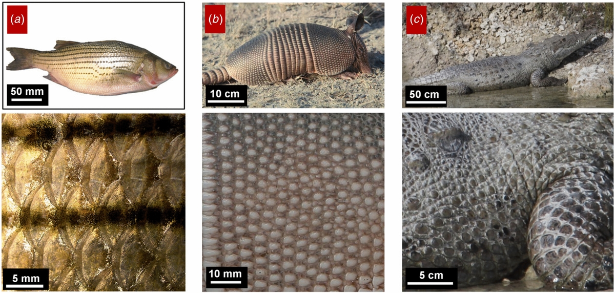 Fabrication, testing and modeling of a new flexible armor inspired from ...