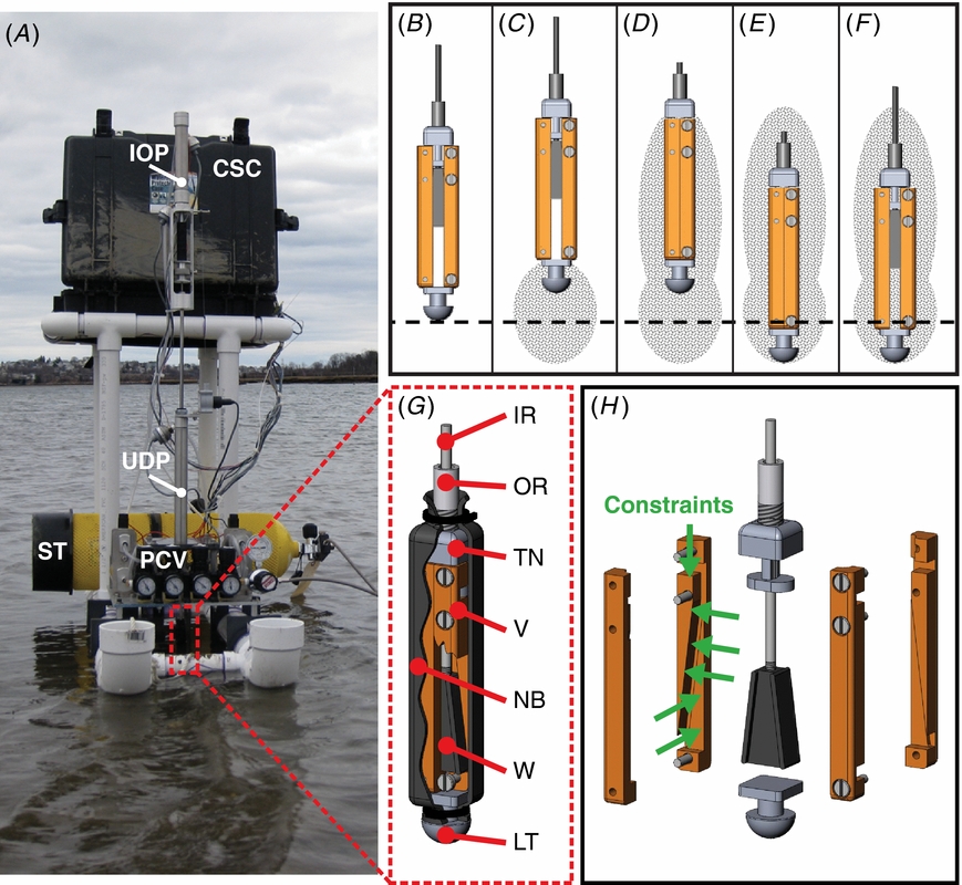 Razor clam to RoboClam: burrowing drag reduction mechanisms and their ...