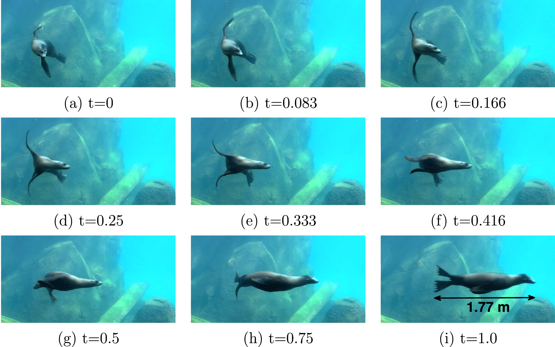 The kinematics of the California sea lion foreflipper during forward ...