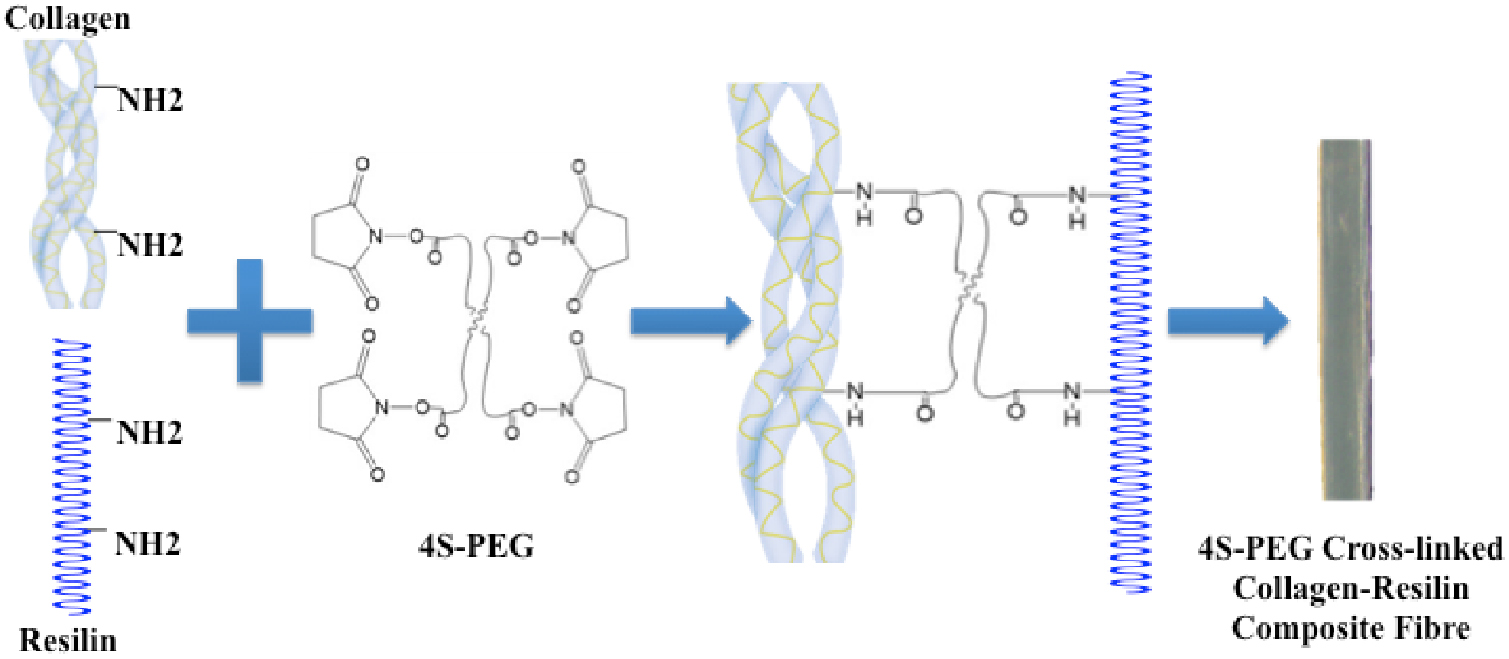 Biophysical and biological characterisation of collagen/resilin-like ...