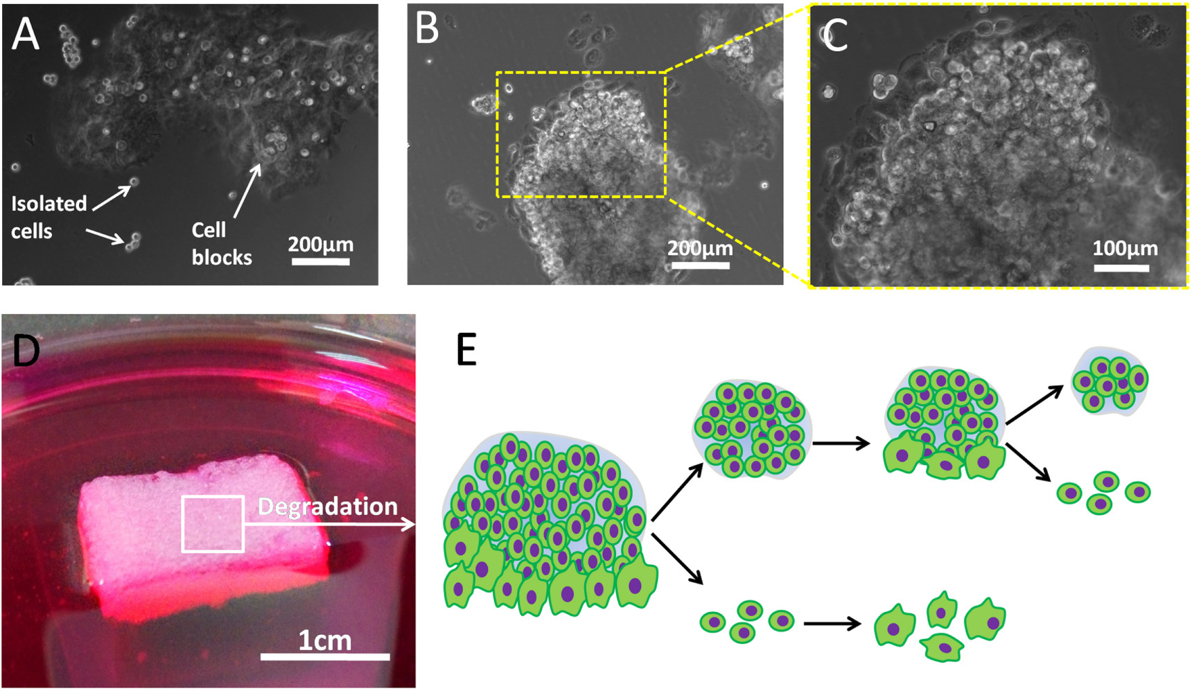A versatile three-dimensional foam fabrication strategy for soft and ...