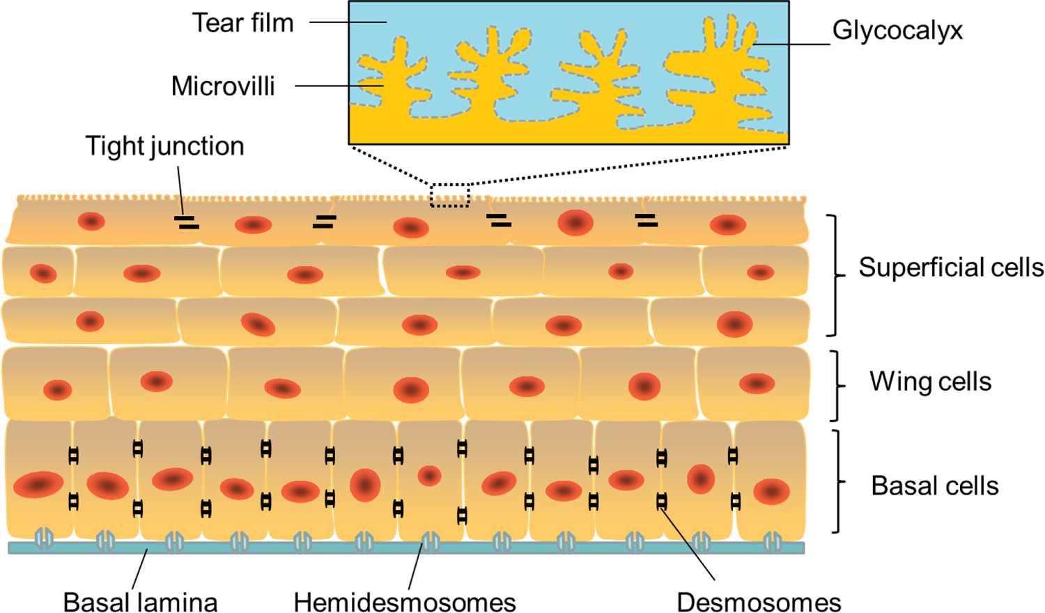 Biomaterials for corneal bioengineering - IOPscience