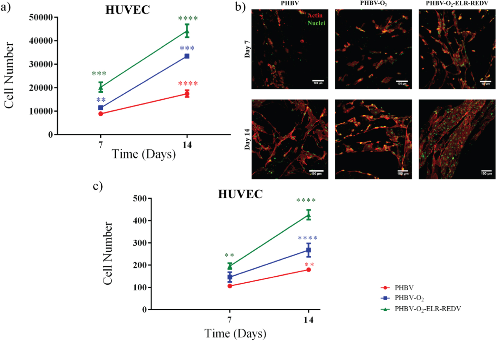 PHBV wet-spun scaffold coated with ELR-REDV improves vascularization ...