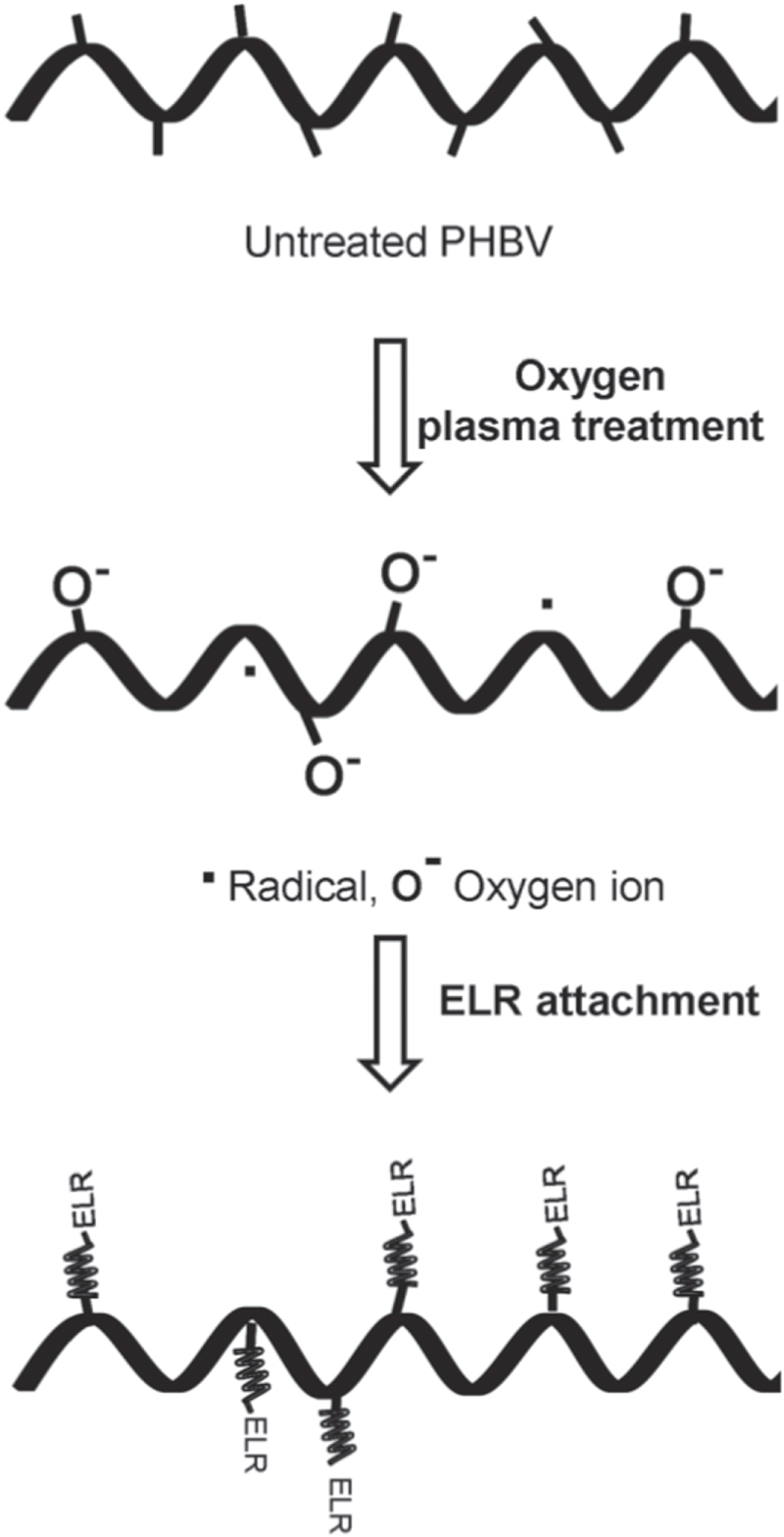 PHBV wet-spun scaffold coated with ELR-REDV improves vascularization ...