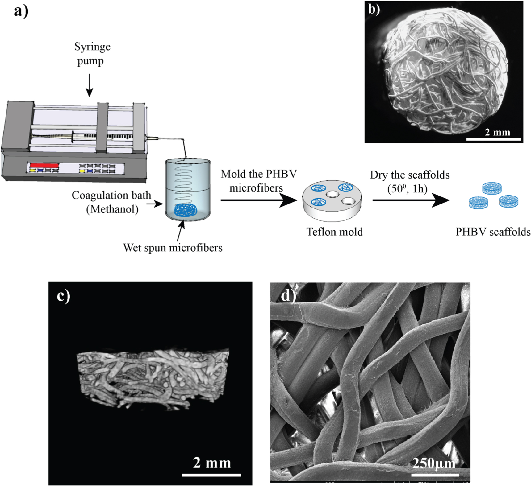 PHBV wet-spun scaffold coated with ELR-REDV improves vascularization ...