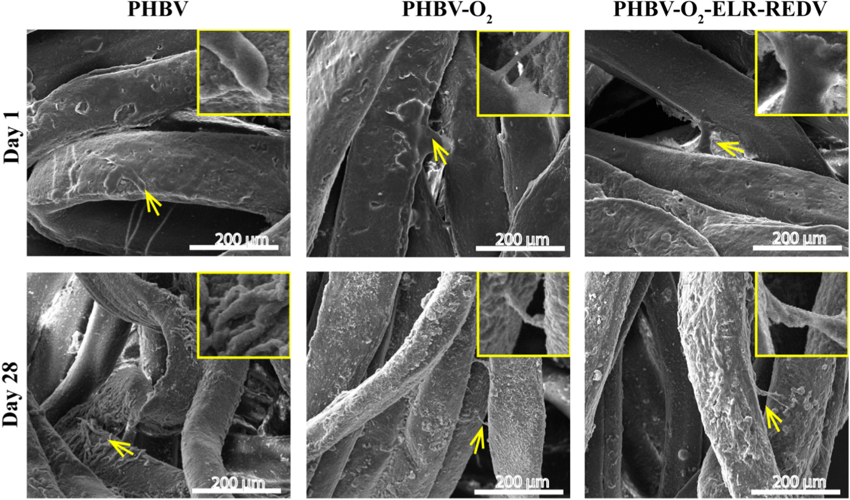 PHBV wet-spun scaffold coated with ELR-REDV improves vascularization for bone tissue engineering ...