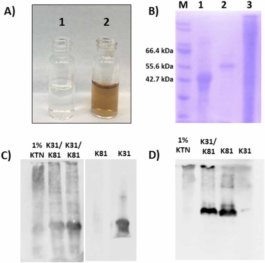 A comparative study of materials assembled from recombinant K31 and K81 ...