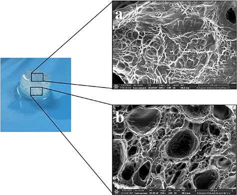 An in vitro 3D diabetic human skin model from diabetic primary cells ...