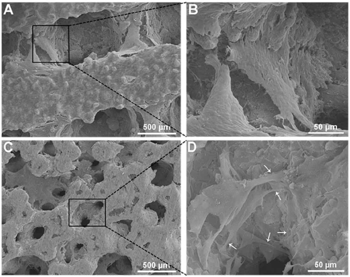 Bone screws of porous silicon carbide coated with tantalum improve ...