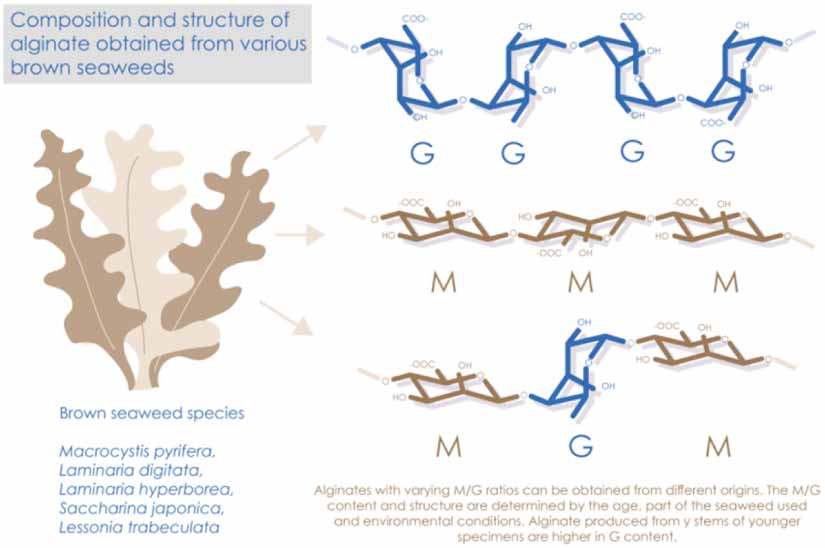 Alginate in corneal tissue engineering - IOPscience