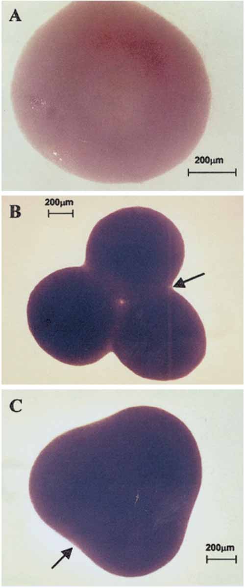 Scaffold-free approaches for the fabrication of engineered articular ...