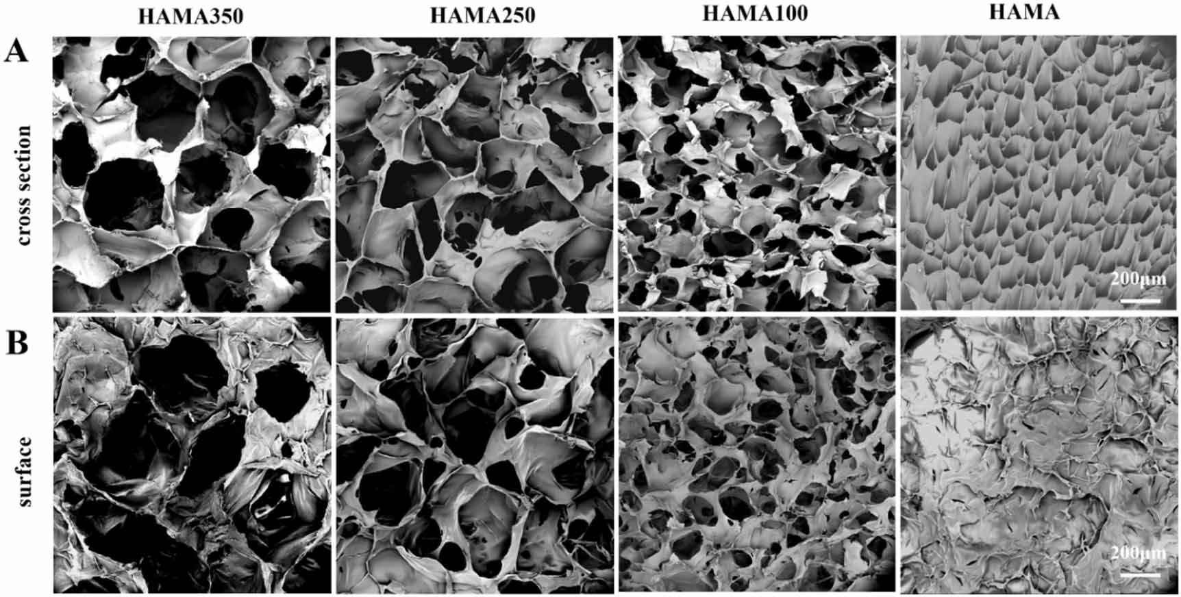 Macroporous methacrylated hyaluronic acid hydrogel with different pore ...