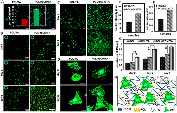 Multifaceted tannin crosslinked bioinspired dECM decorated nanofibers ...