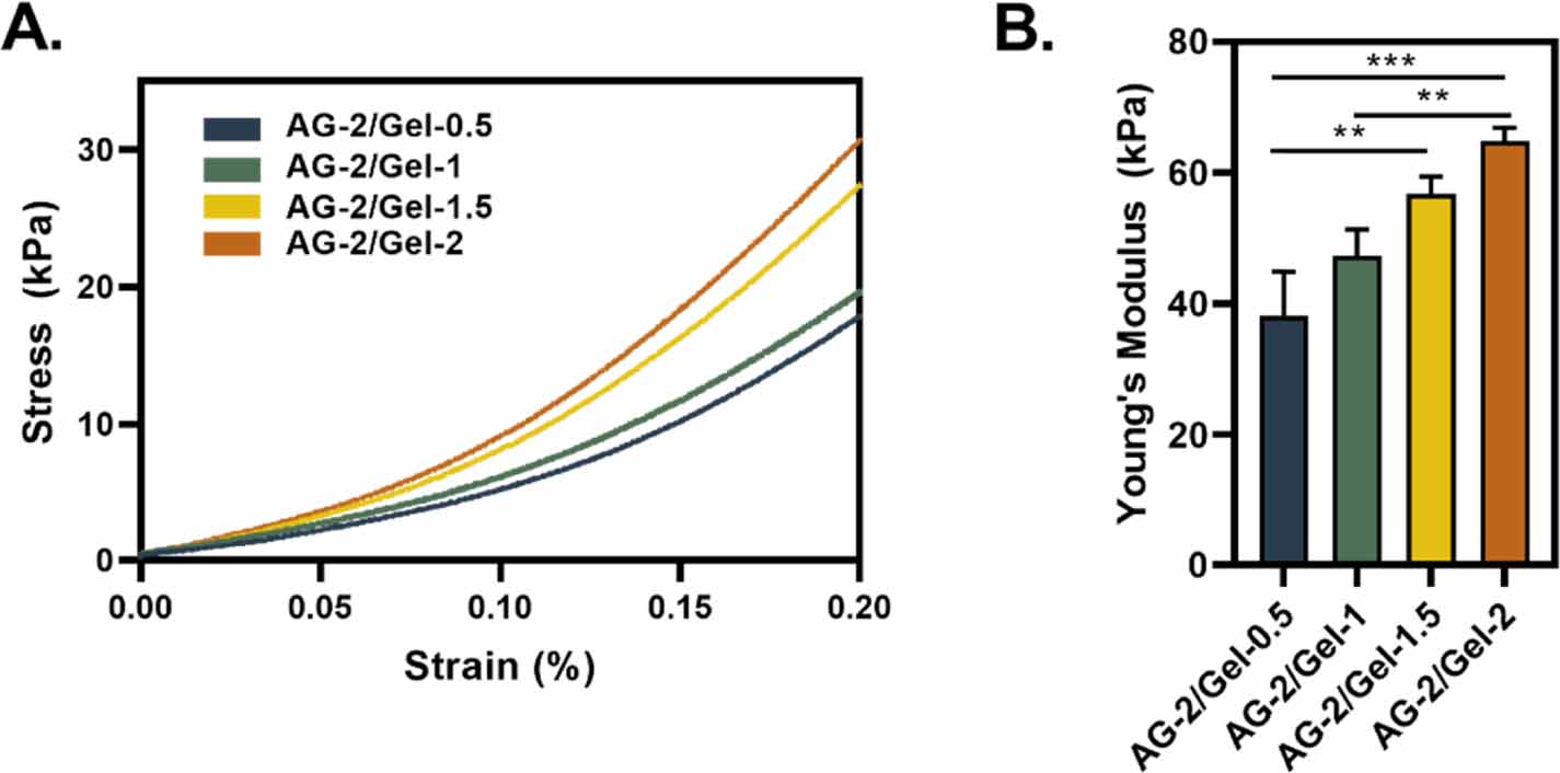 Development of agarose–gelatin bioinks for extrusion-based bioprinting ...