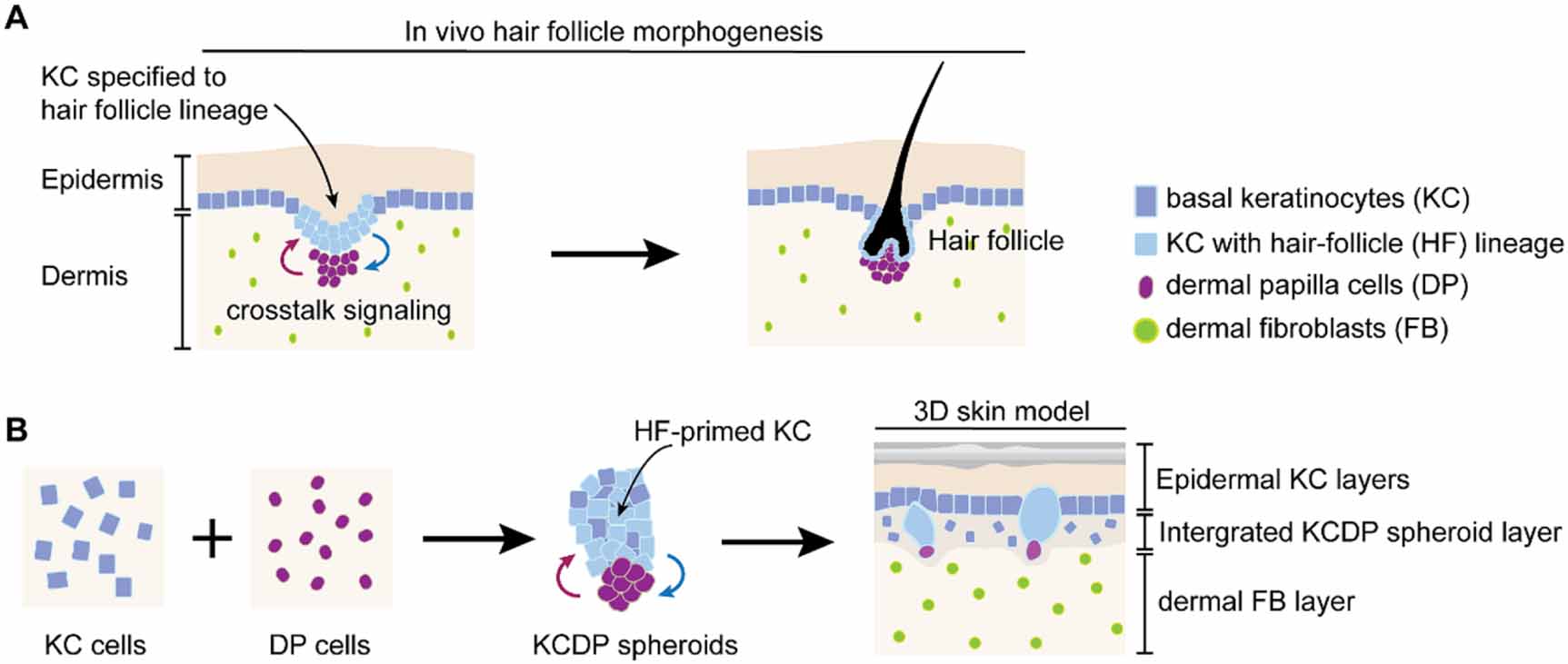 Generation and integration of hair follicle-primed spheroids in ...