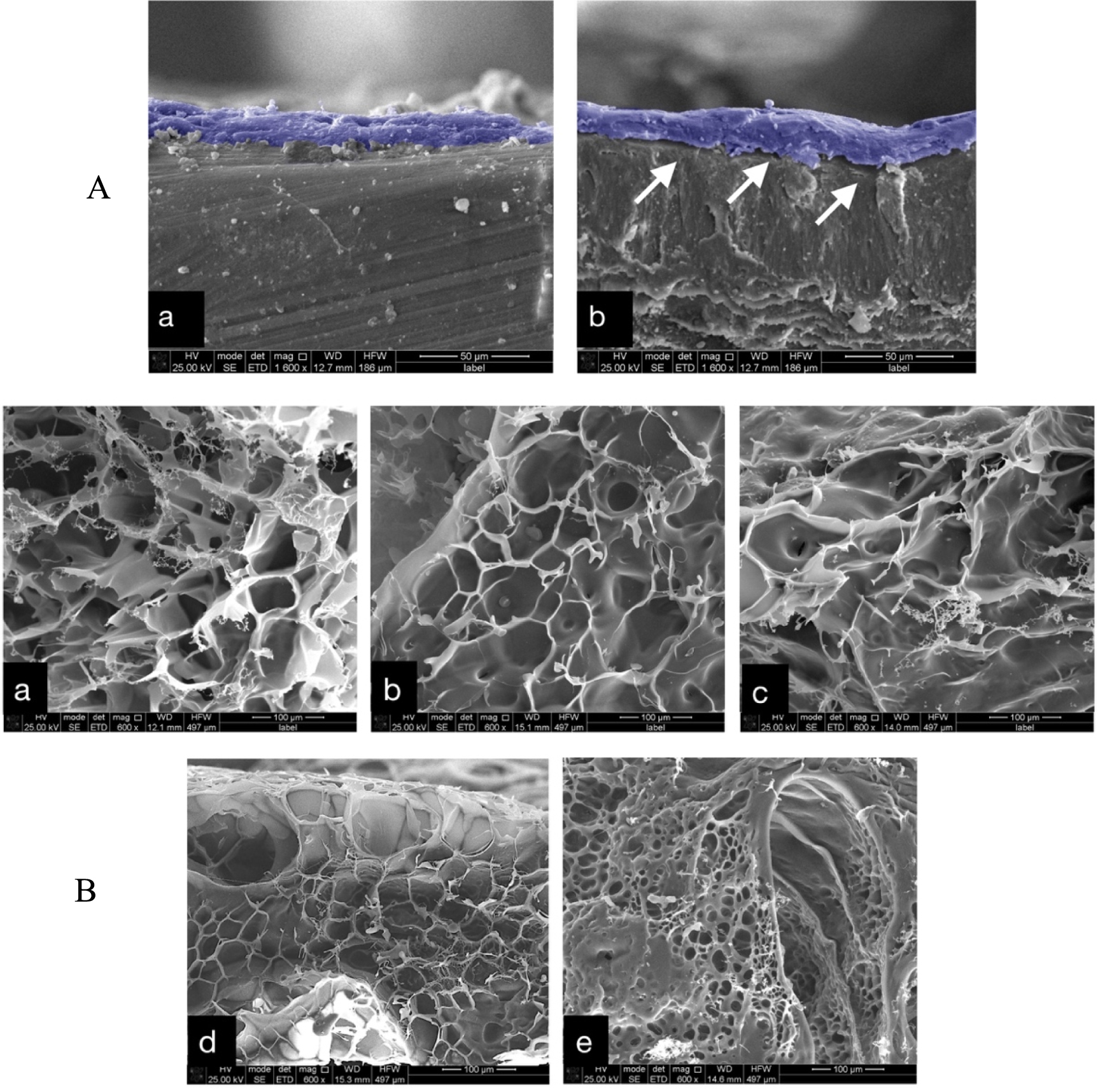 Design, synthesis, and characterization of a novel dual cross-linked ...