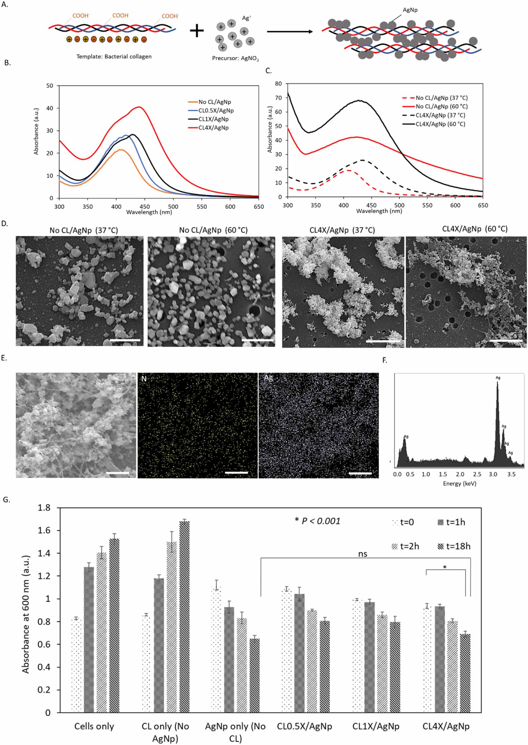 Bacterial collagen-templated synthesis and assembly of inorganic particles - IOPscience