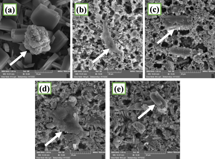 Synthesis and characterization of a calcium phosphate bone cement with ...