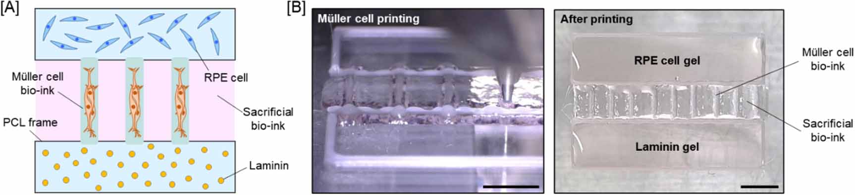 Development of Müller cell-based 3D biomimetic model using bioprinting ...