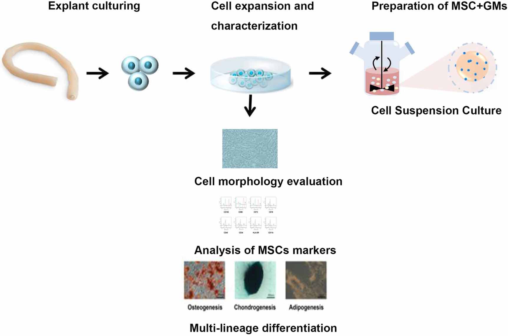 Umbilical cord derived mesenchymal stem cell-GelMA microspheres for ...