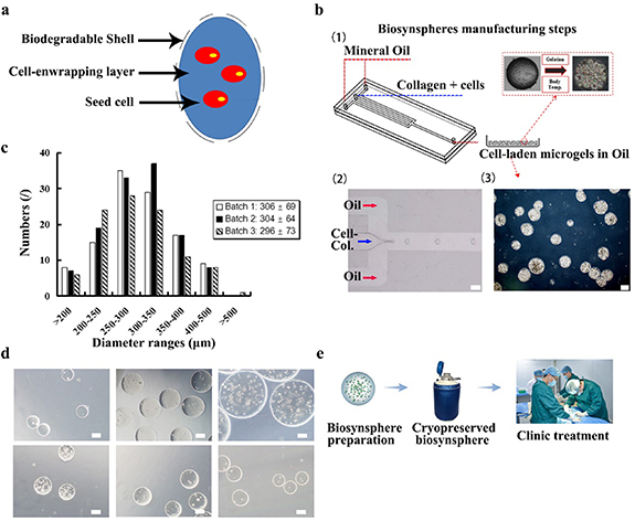 A clinical feasible stem cell encapsulation ensures an improved wound ...