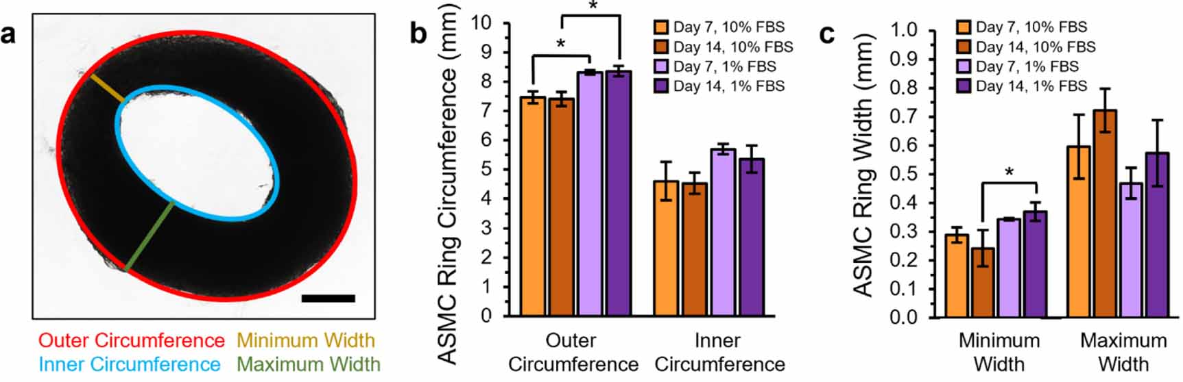 Cell-contact-mediated assembly of contractile airway smooth muscle ...